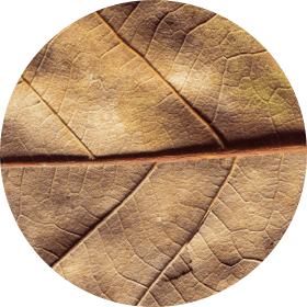 Fiit Regular Deep (karton) | IQOS Česko